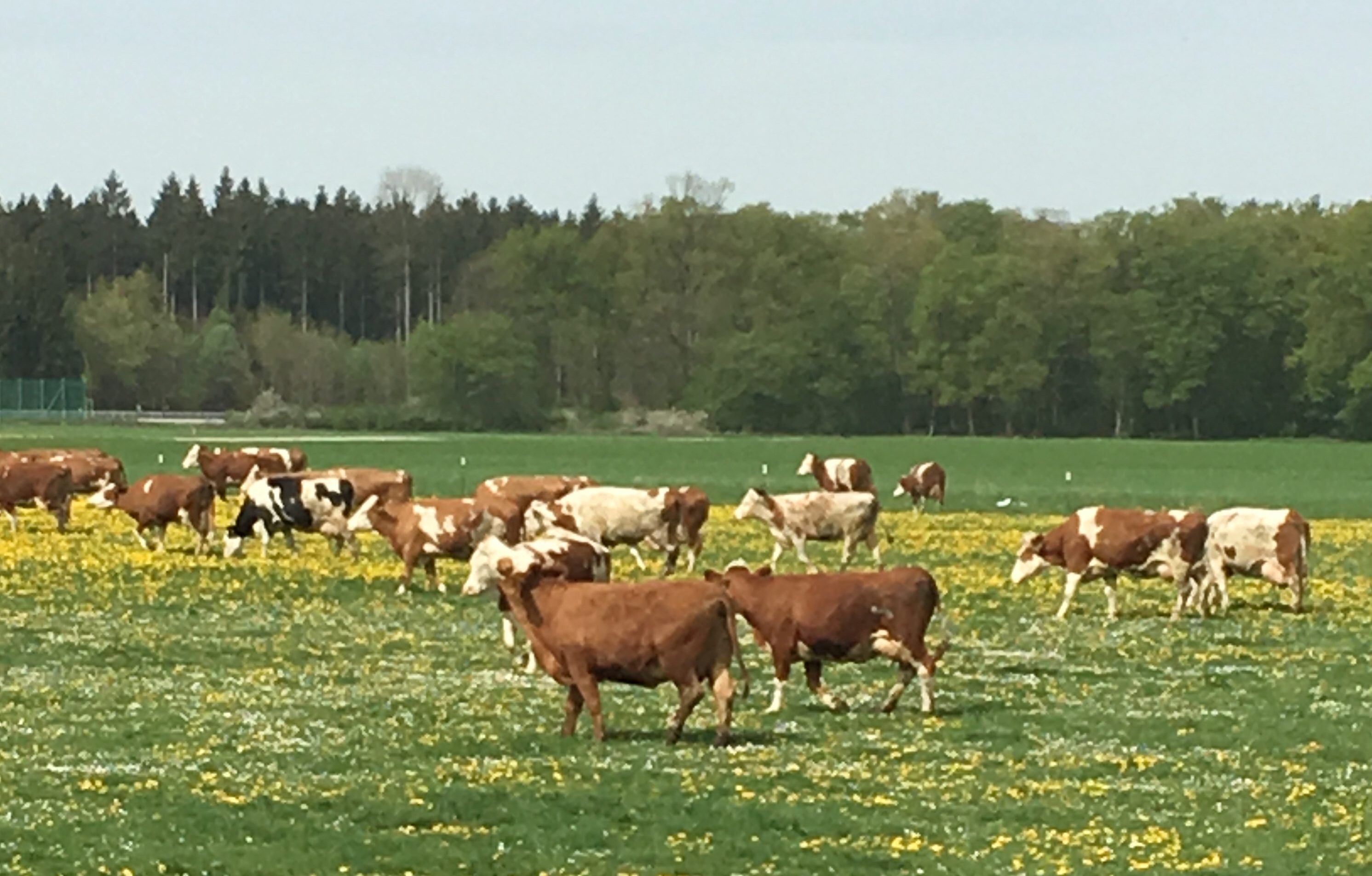 Nachhaltigkeit Und Tierwohl: Tierwohl Deutschland – FDOMF